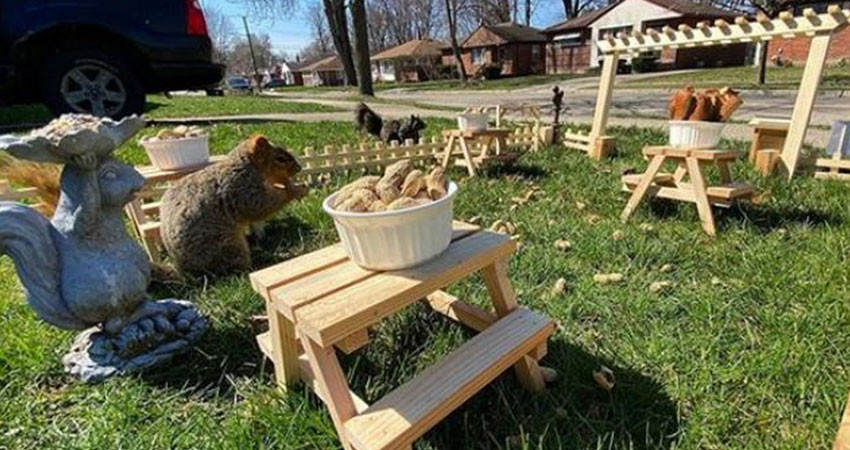 Hombre construye pequeño "restaurante" en su patio para animales que lo ...