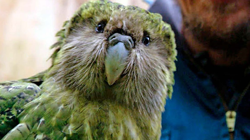 El kakapo, un loro capaz de vivir hasta 90 años, solo quedan 200 en el mundo - Proyecto Puente