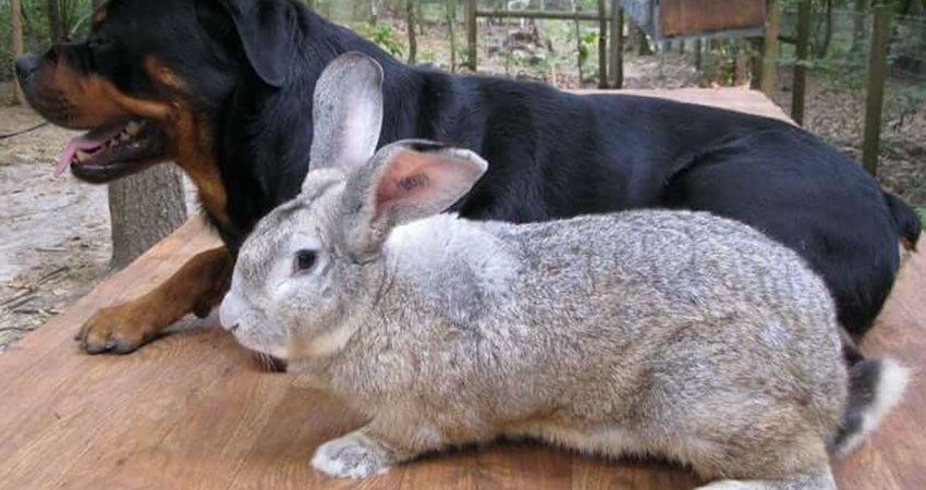El Gigante Continental: el conejo más grande - Proyecto Puente