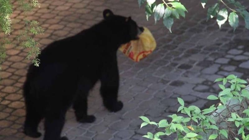 Un oso se roba orden de Pollo Loco en Nuevo León. Se vuelve viral y la ...