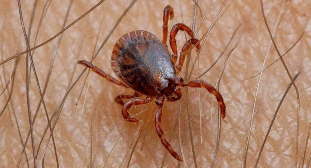 Alerta EEUU a turistas que viajen a México sobre enfermedad transmitida ...