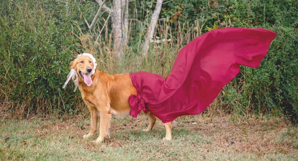Joven rescata a perrita embarazada y monta sesión fotográfica junto a ...