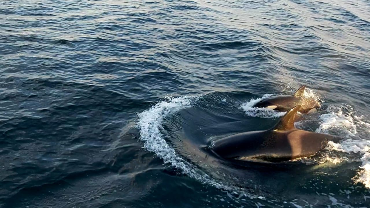 Avistan a manada de orcas al sur de Puerto Peñasco - Proyecto Puente