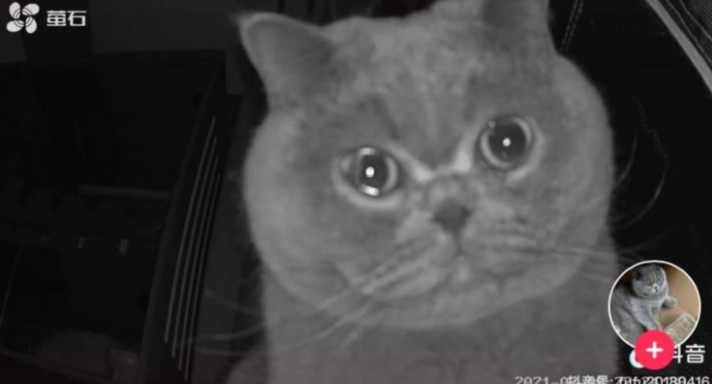 Gatito solitario llora al escuchar la voz de su dueña - Proyecto Puente