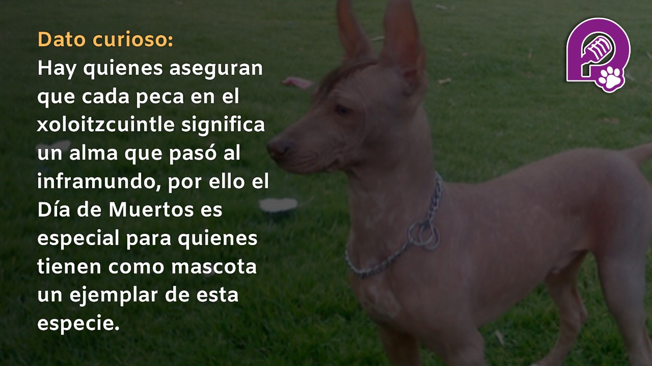 Xoloitzcuintle Bermejo