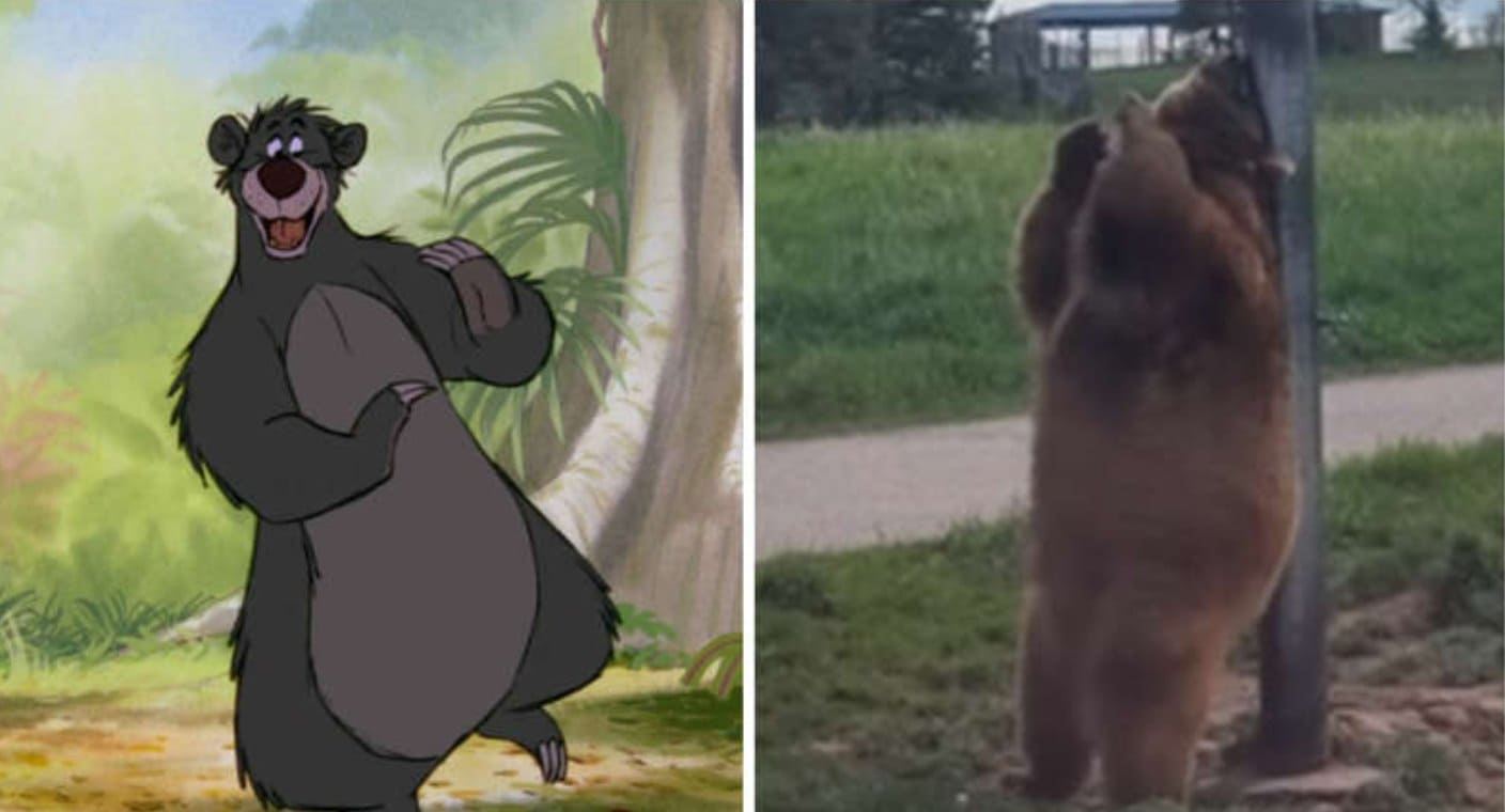 Captan a oso 'Baloo' de la vida real bailando en la calle; increíble ...