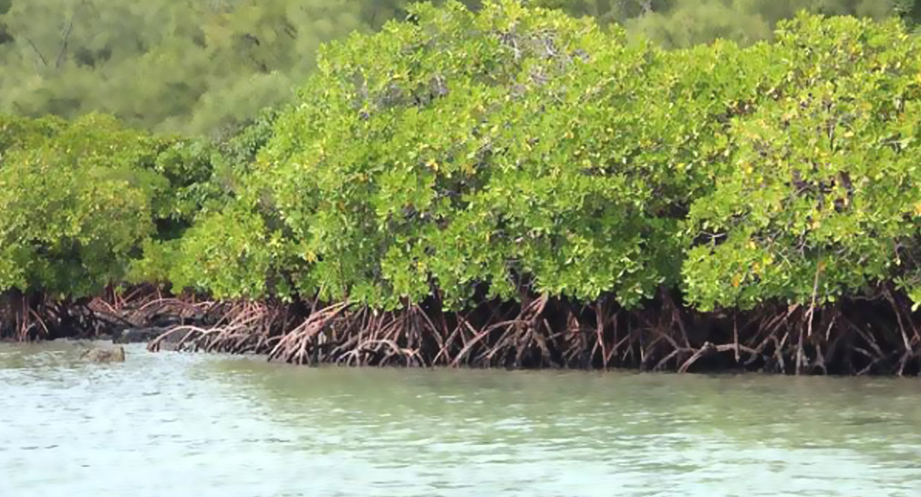 Los manglares - Proyecto Puente