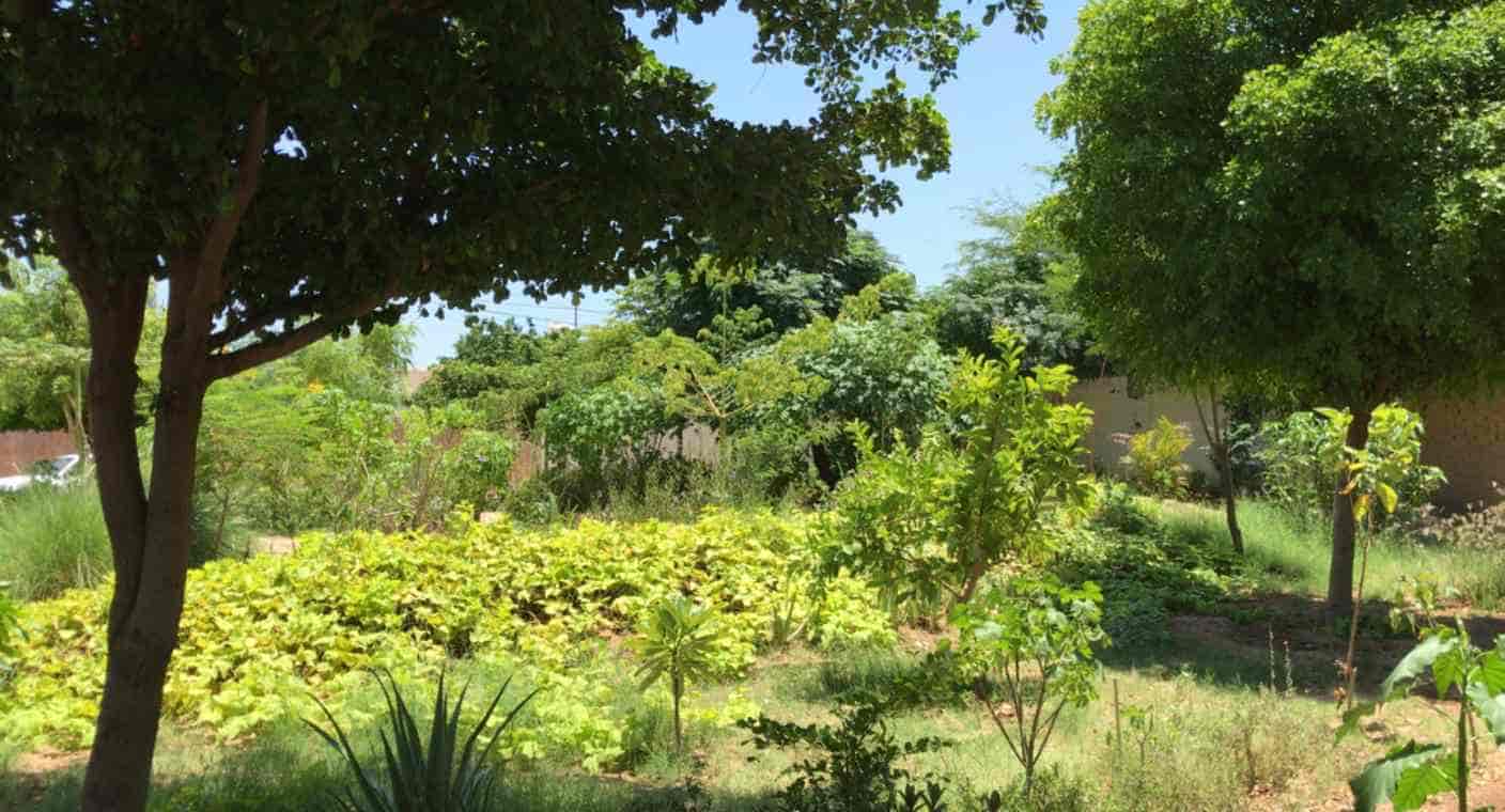 Convierten parque descuidado de la colonia Periodista en mini bosque ...