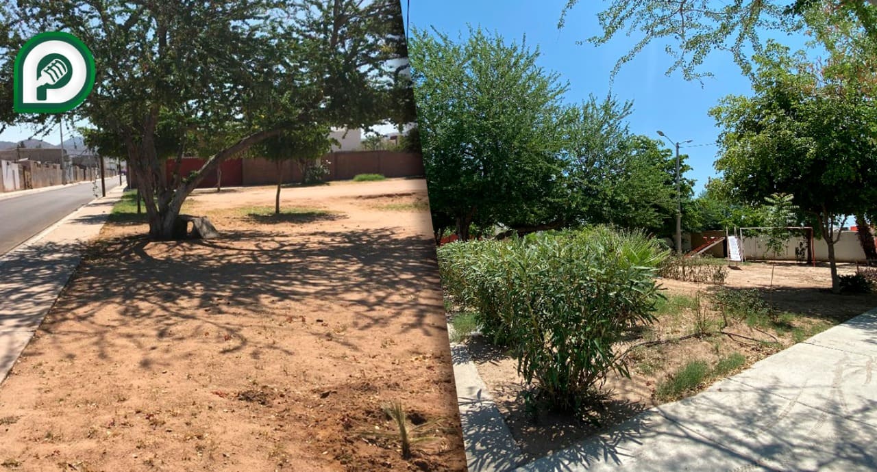 Convierten parque descuidado de la colonia Periodista en mini bosque ...