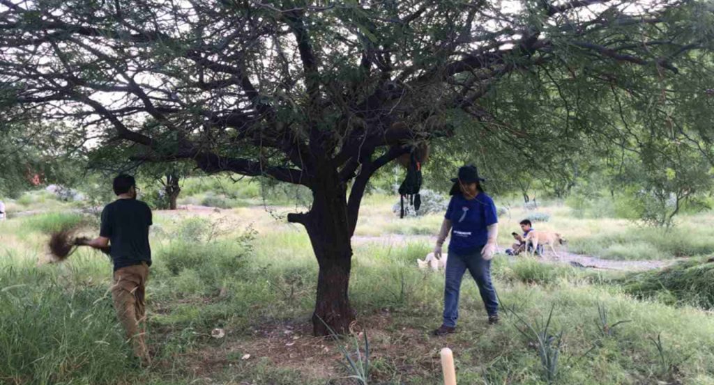 Ambientalistas retiran zacate buffel en el Cerro Johnson en Hermosillo ...
