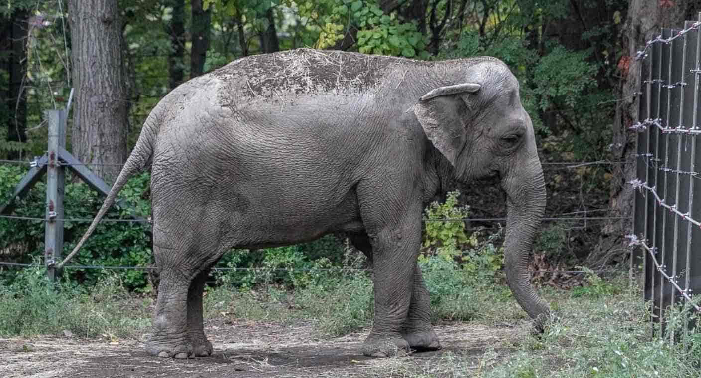 Corte de Nueva York niega derecho de elefanta a ser una persona ...