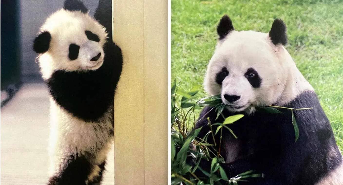 Muere Shuan Shuan la panda gigante más longeva de México - Proyecto Puente