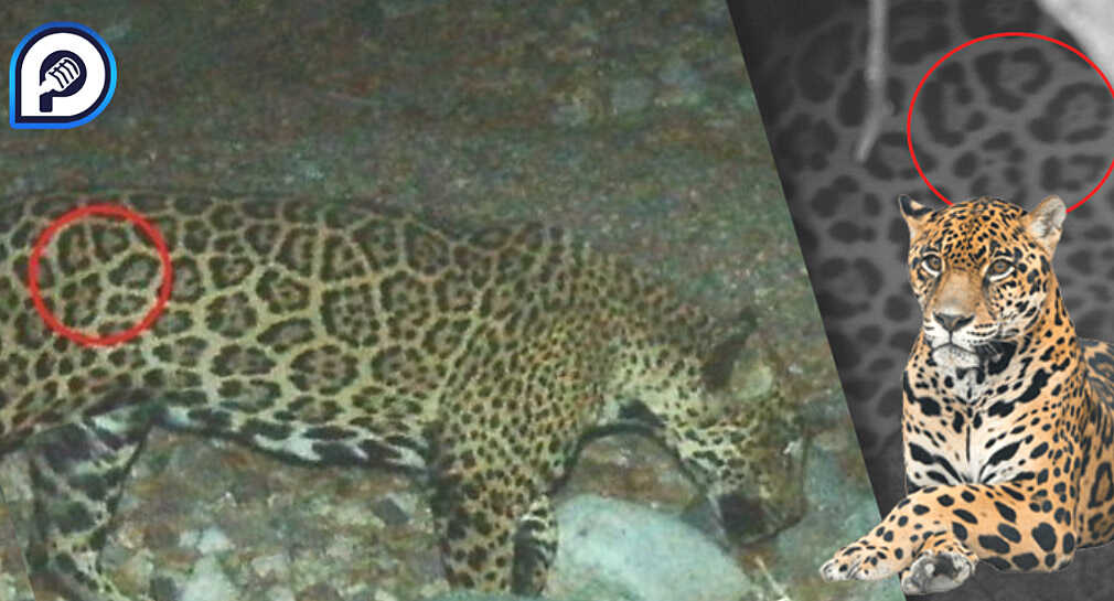 Reaparece en Sonora “El Jefe” un jaguar que fue visto hace 10 años en ...
