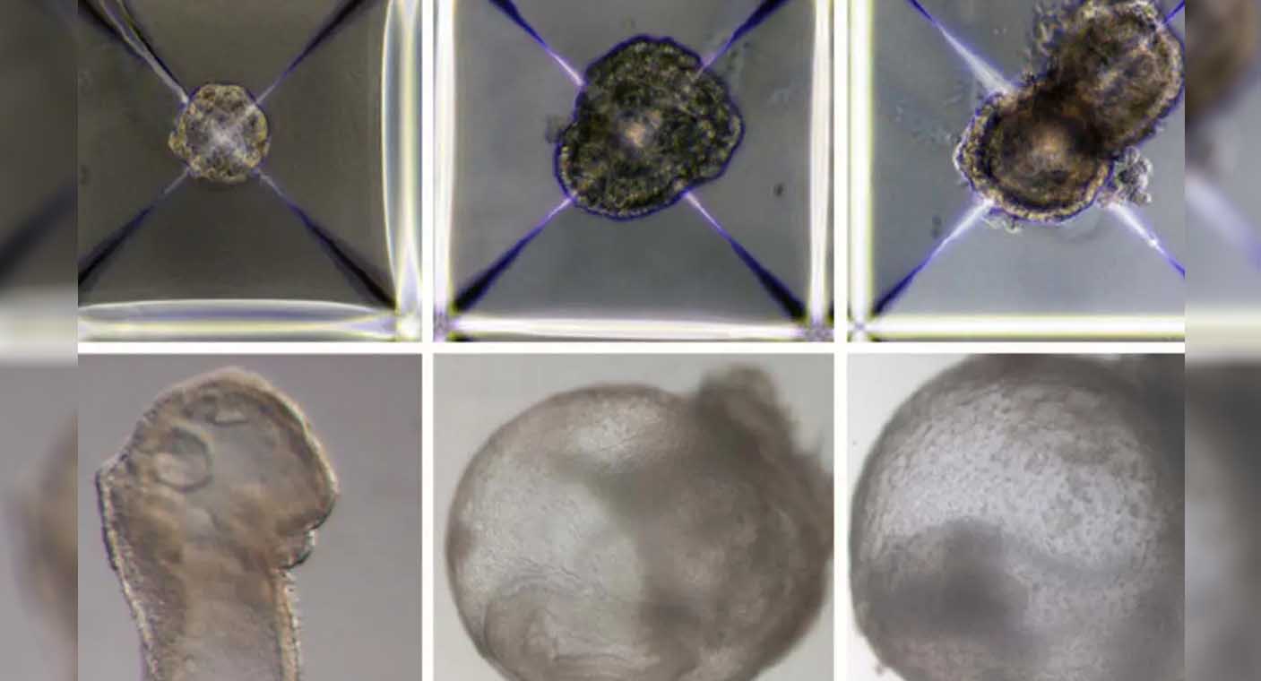 Investigadores de Israel crean embriones de ratón sintéticos en útero ...