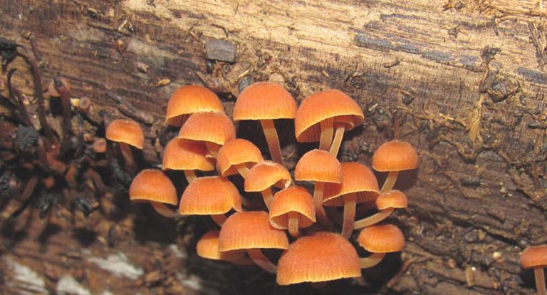 Hongos, importantes para el equilibrio ecológico, descomponen materia ...