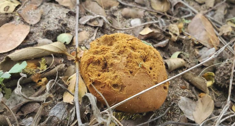 Hongos, importantes para el equilibrio ecológico, descomponen materia ...