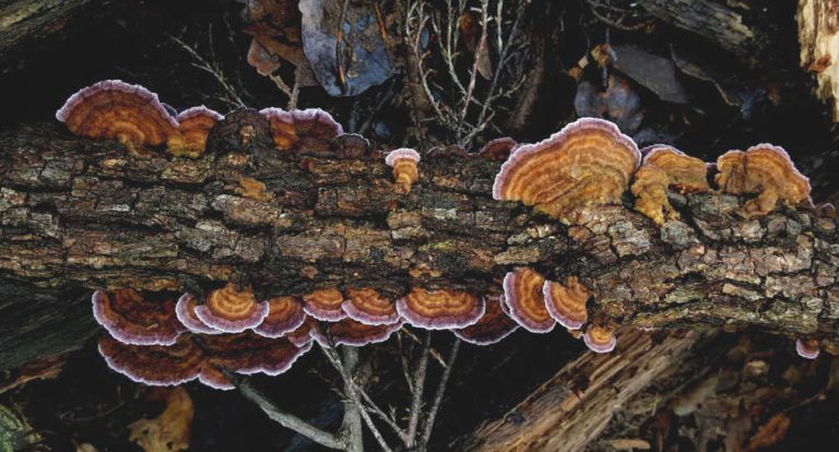 Hongos, importantes para el equilibrio ecológico, descomponen materia ...