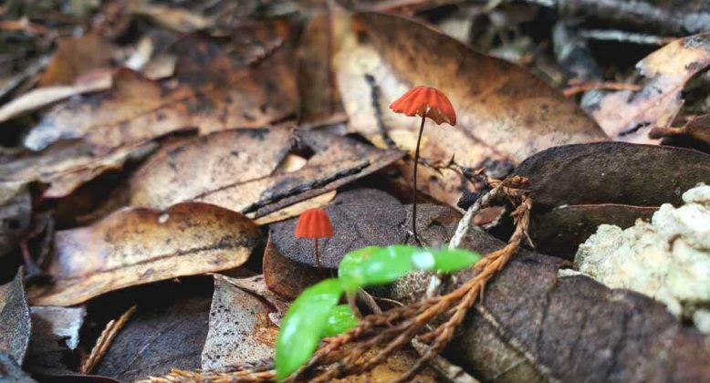 Hongos, importantes para el equilibrio ecológico, descomponen materia ...