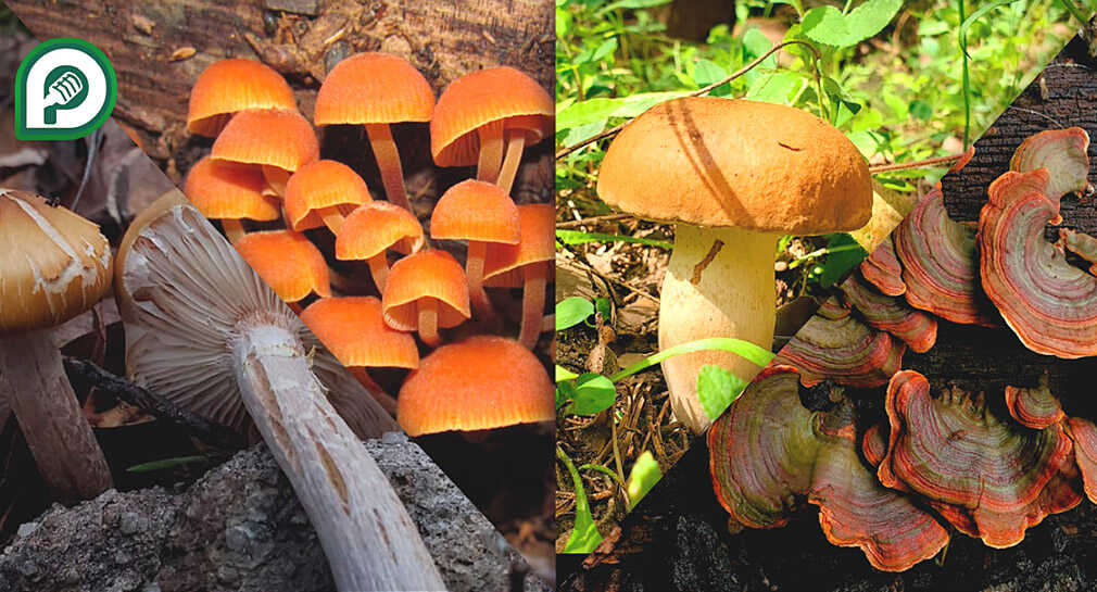 Hongos, importantes para el equilibrio ecológico, descomponen materia ...