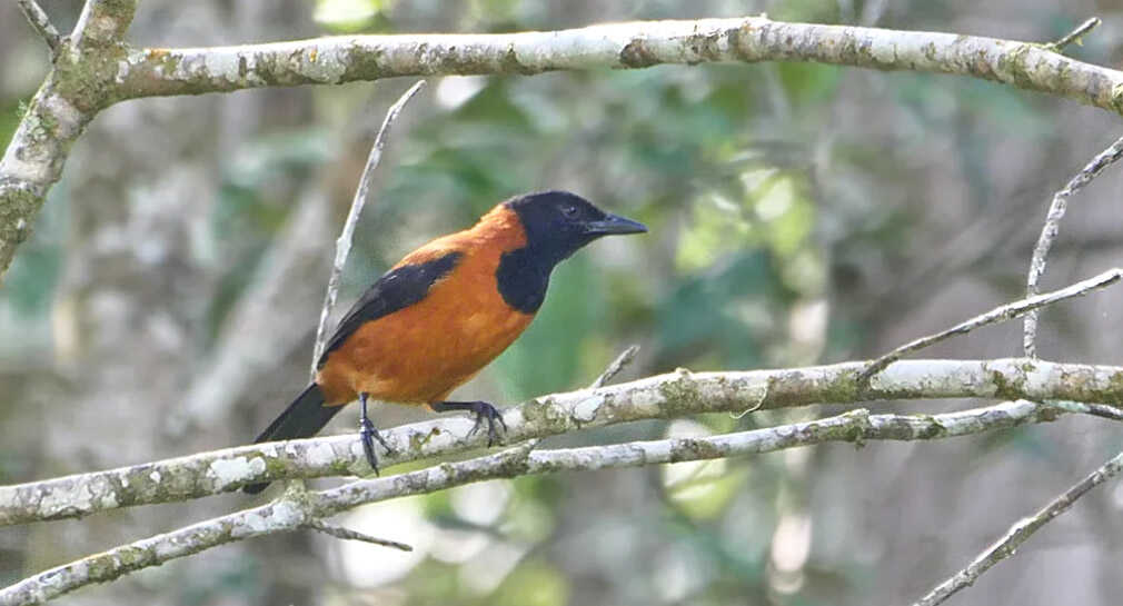 ¿Qué tiene de especial el ave pitohui? - Proyecto Puente