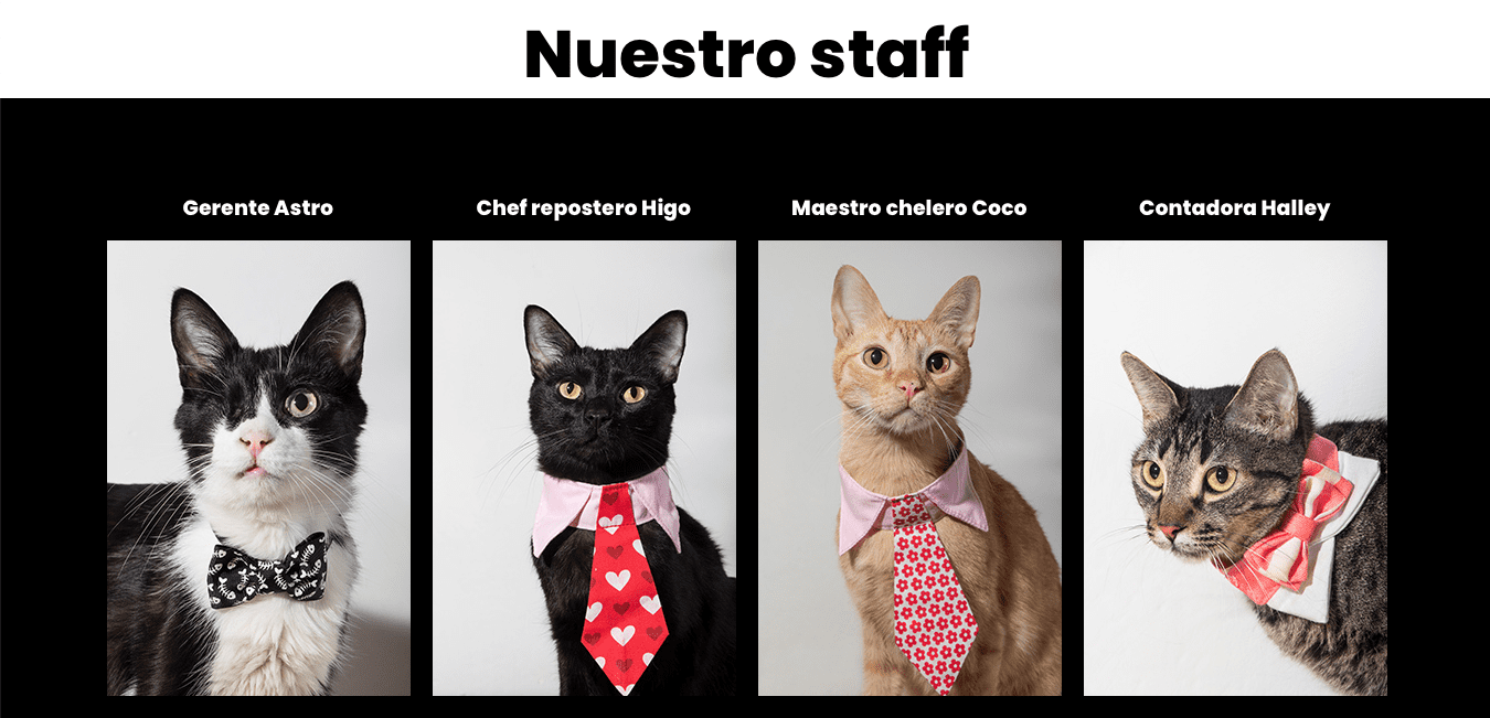 Catfecito en CDMX, es el sustento de un refugio y centro de adopciones ...