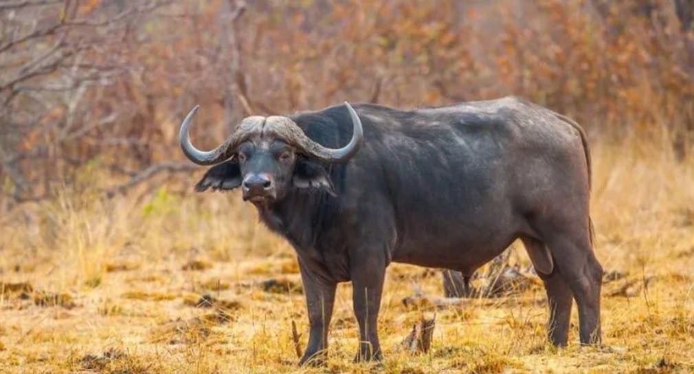 Búfalo embiste y mata a cazador mexicano en Argentina - Proyecto Puente