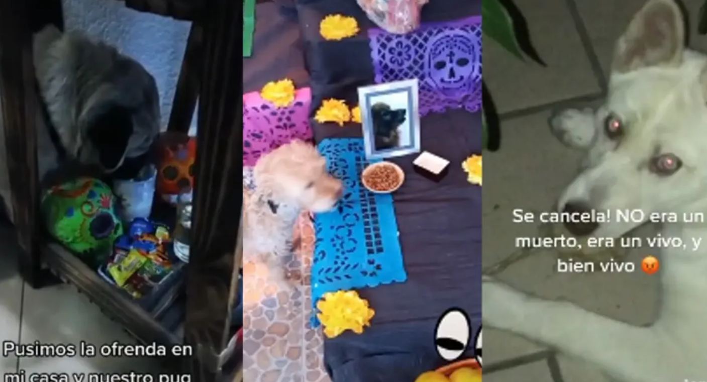 Perros visitan altares de mascotas fallecidas y se comen ofrendas de ...