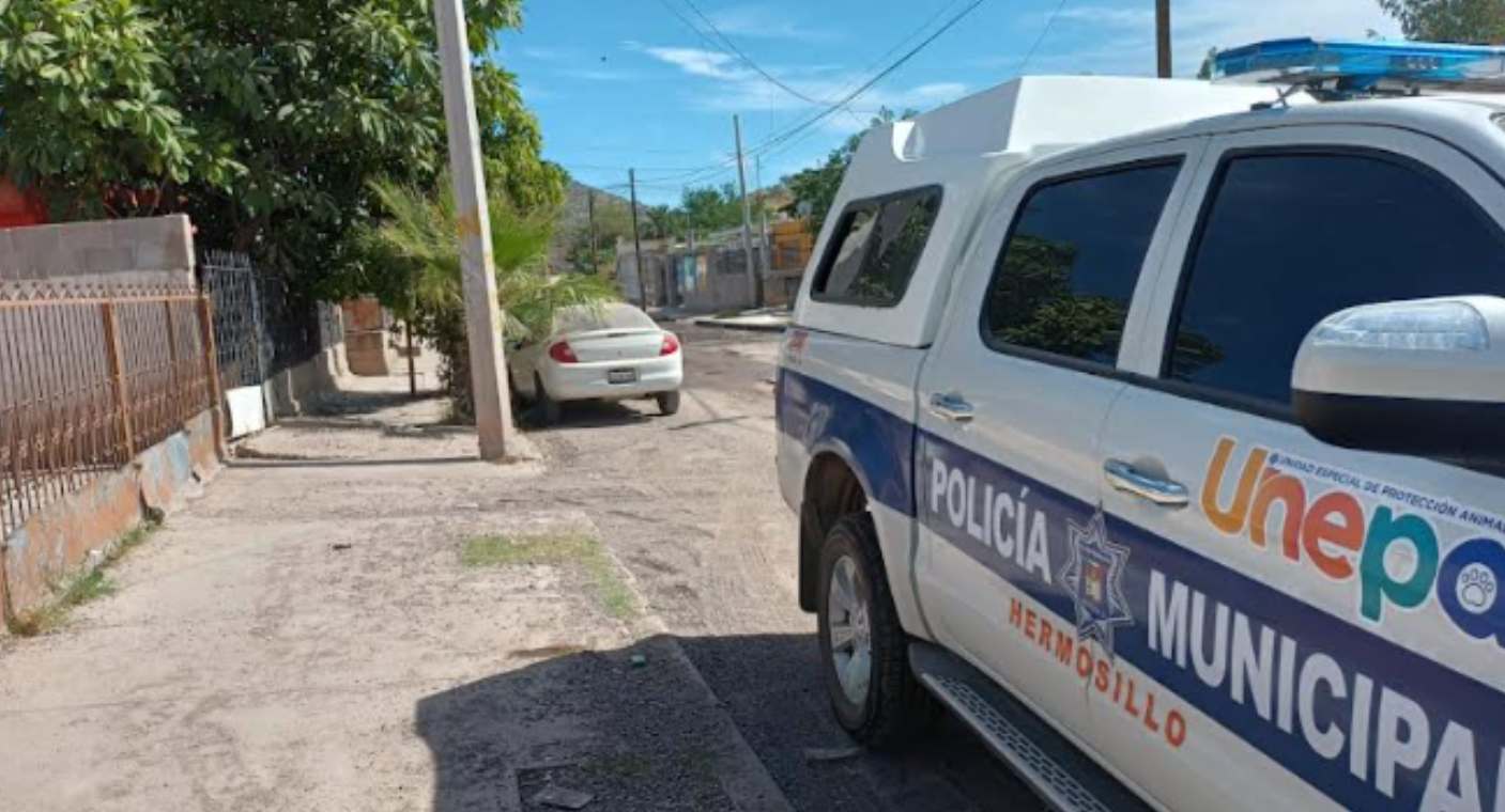Más de 500 reportes de maltrato animal a Policía de Hermosillo por ...
