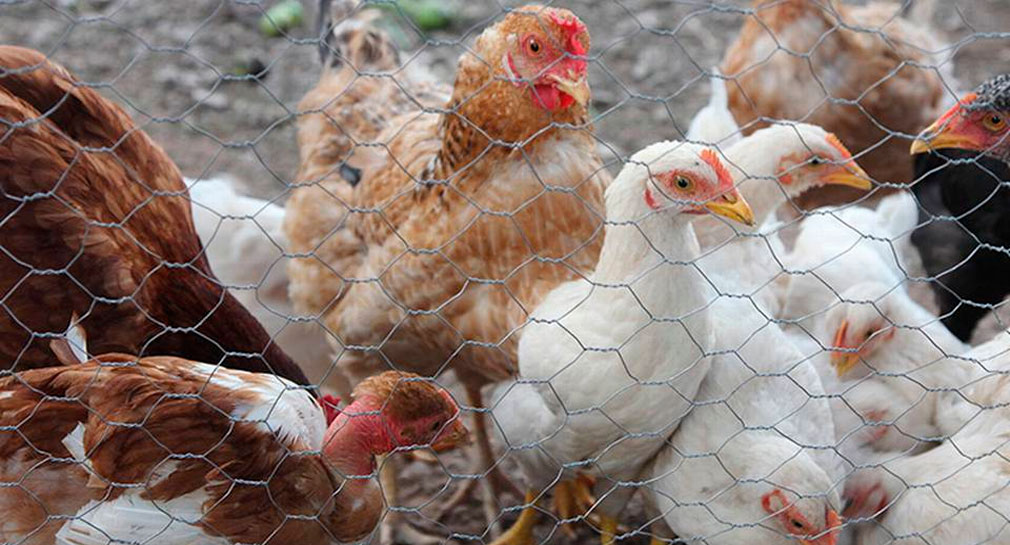 Cruza entre pato y gallina da 5 huevos; conoce el resultado (VIDEO ...