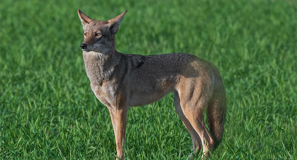 Captan coyote en sembradío cerca del bulevar Quiroga, al poniente de ...