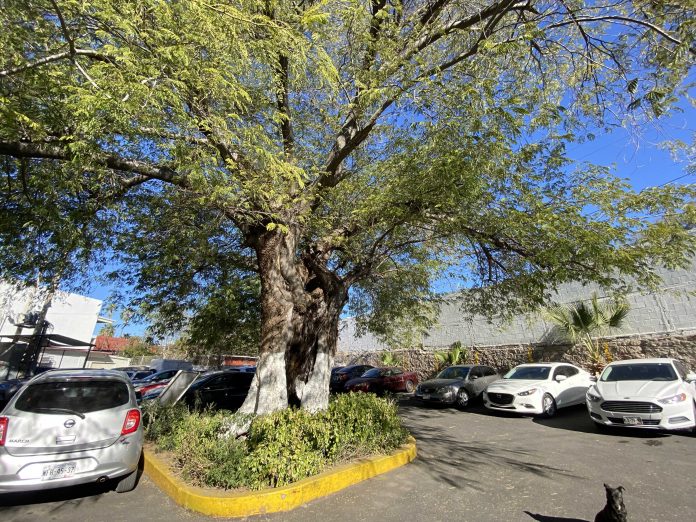 Los 3 árboles con más edad en Hermosillo y su importancia: palofierro ...