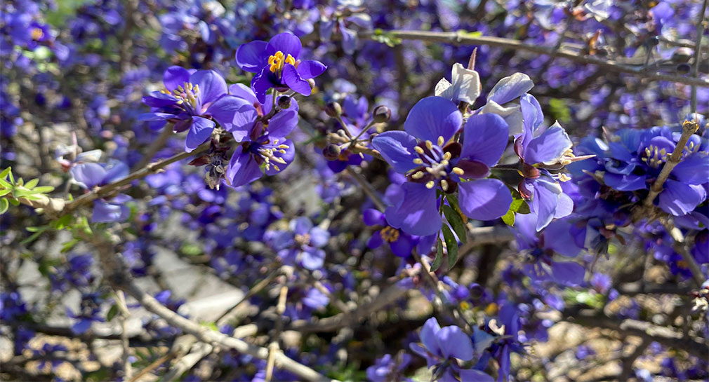 Guayacán, especie nativa y protegida de Sonora que destaca por sus ...