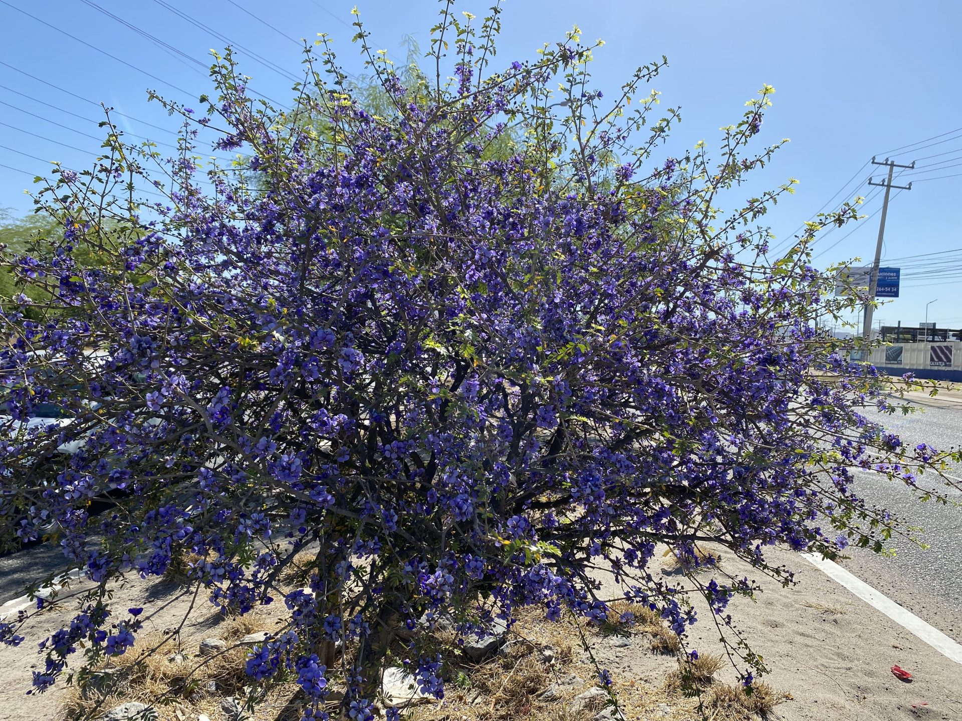 Guayacán, especie nativa y protegida de Sonora que destaca por sus ...