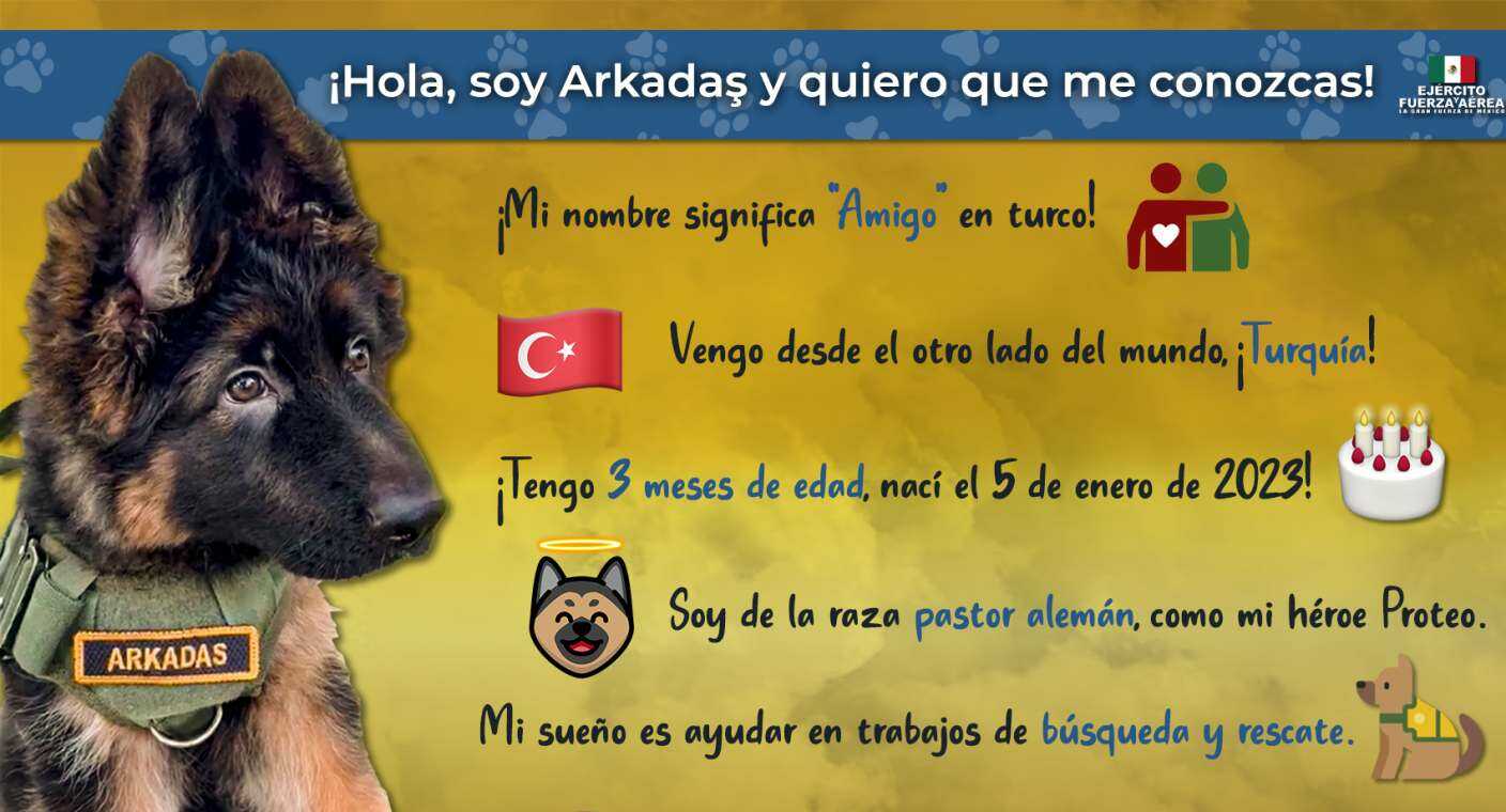 Arkadas, es el nombre del nuevo perro rescatista del Ejército que llegó ...