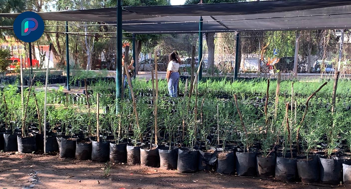 Vivero Municipal de Hermosillo tendrá nuevas especies de árboles para ...