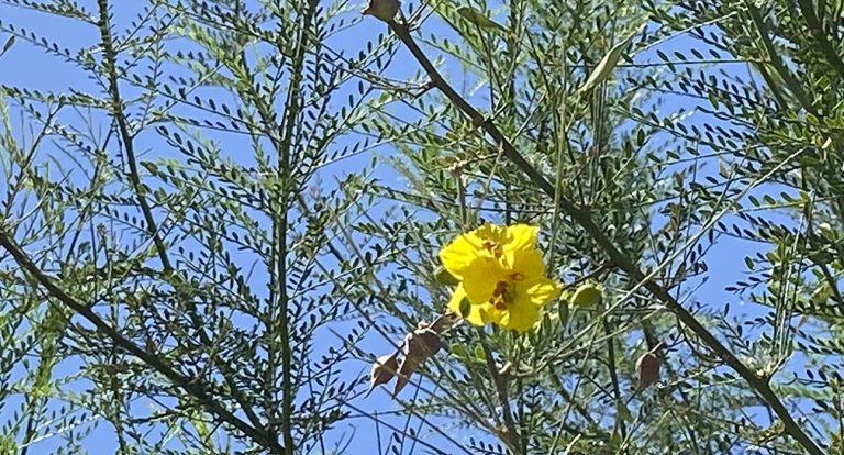 Palo verde en Sonora: Crece más de 10 metros, reduce 9 grados de ...