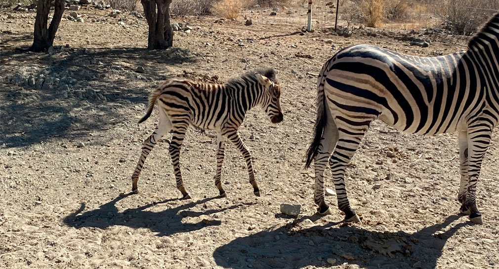 Una cebra fue la primera cría del 2024 en nacer en el Centro Ecológico ...