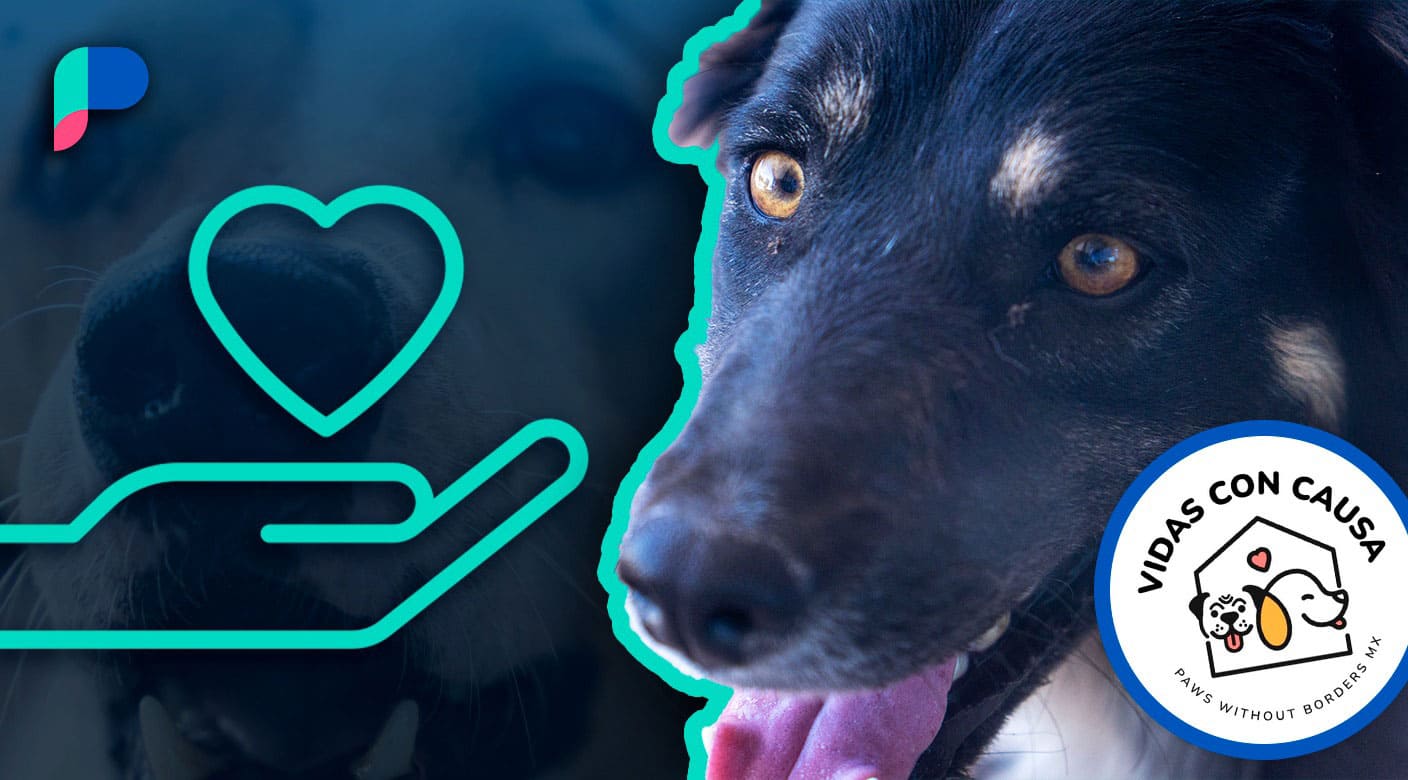 ¡Vidas con Causa nos necesita! Refugio de perritos rescatados busca ...