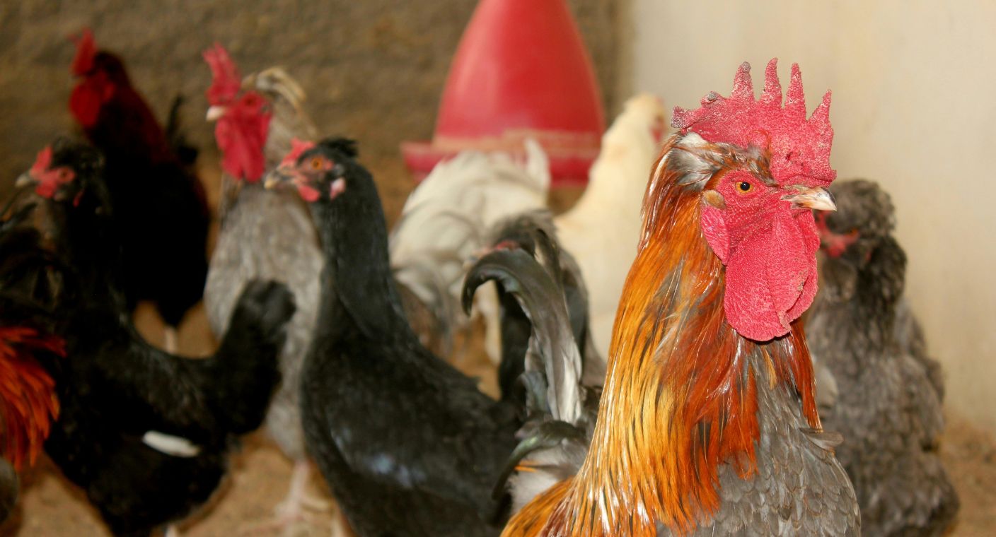 Realizarán marcha para mantener peleas de gallos tras aprobación de Ley ...