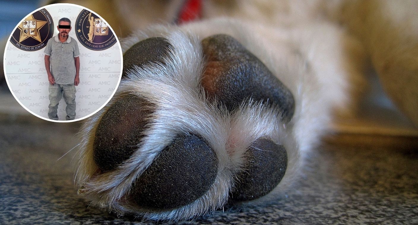 Detienen a adulto mayor por envenenar a perrito 'Love' en Hermosillo - Proyecto Puente