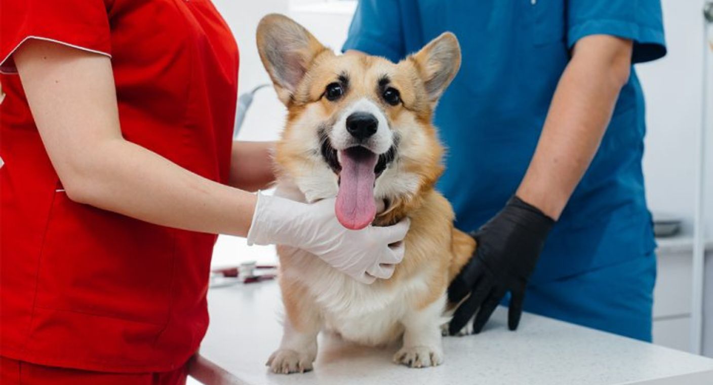 Realizarán jornadas gratuitas de esterilización en Hermosillo; te ...