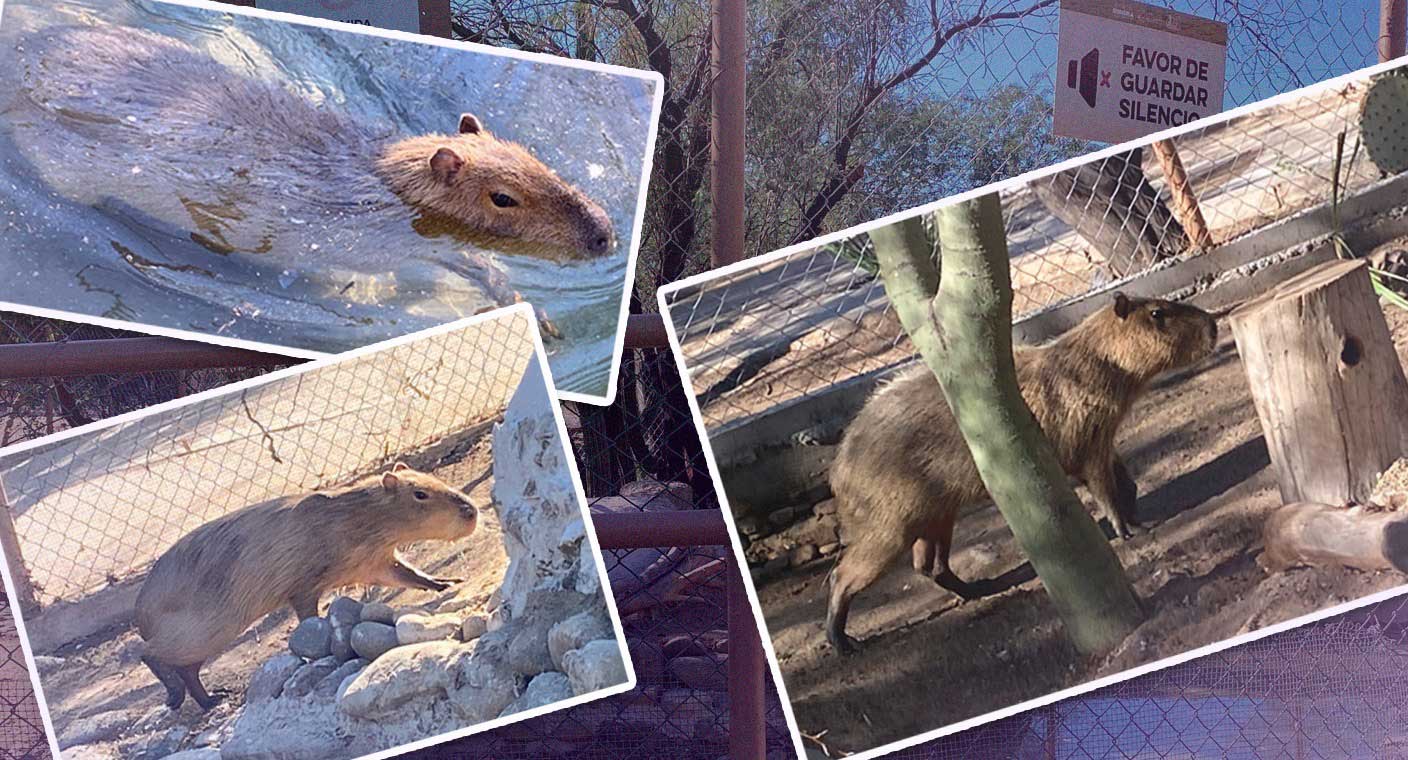 Ya puedes visitar al capibara en Hermosillo: Te presentamos al nuevo ...