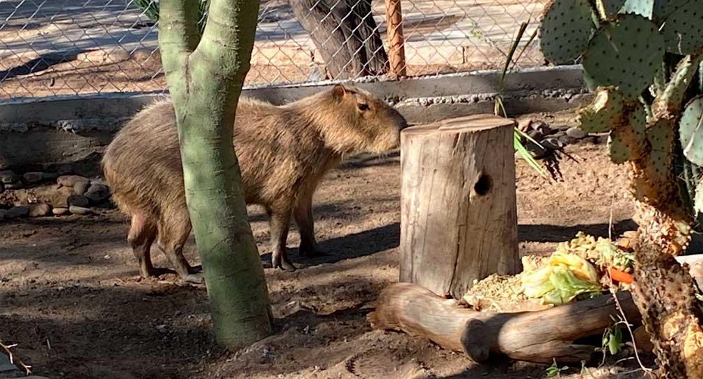 Ya puedes visitar al capibara en Hermosillo: Te presentamos al nuevo ...