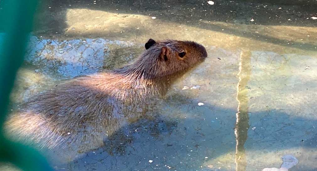 Ya puedes visitar al capibara en Hermosillo: Te presentamos al nuevo ...