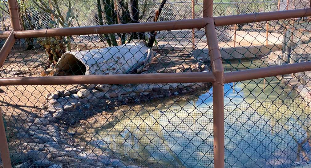 Ya puedes visitar al capibara en Hermosillo: Te presentamos al nuevo ...