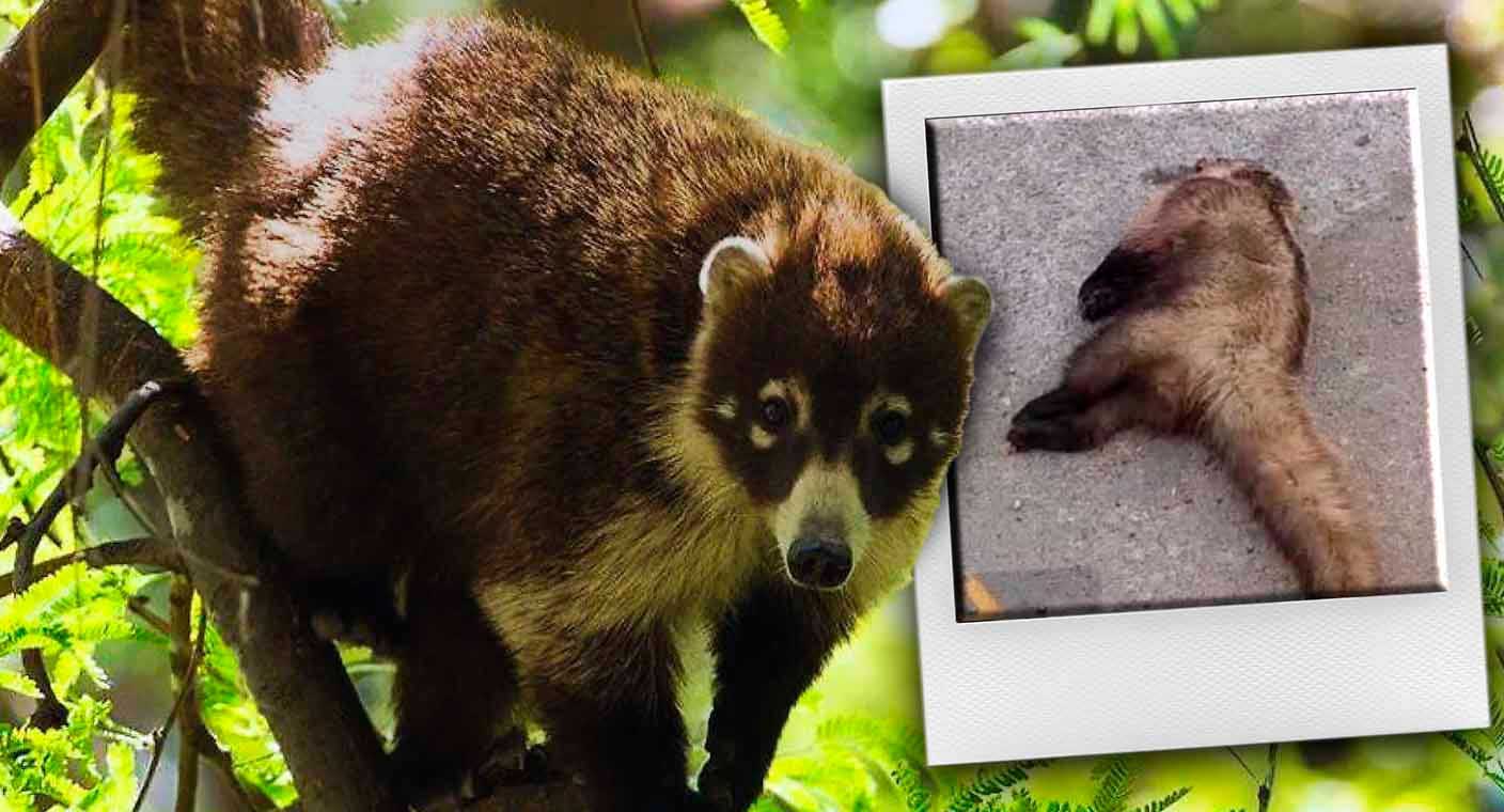¿Qué hacía un coatí en Hermosillo? Especialista explica cómo pudo haber ...