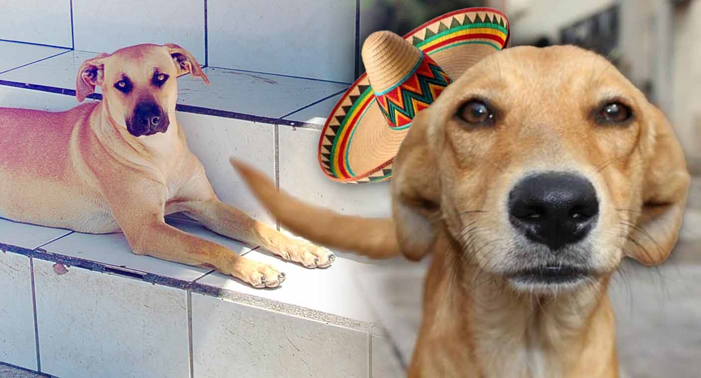 Reconocen oficialmente al 'Perro Caramelo': Lo incluyen entre las ...