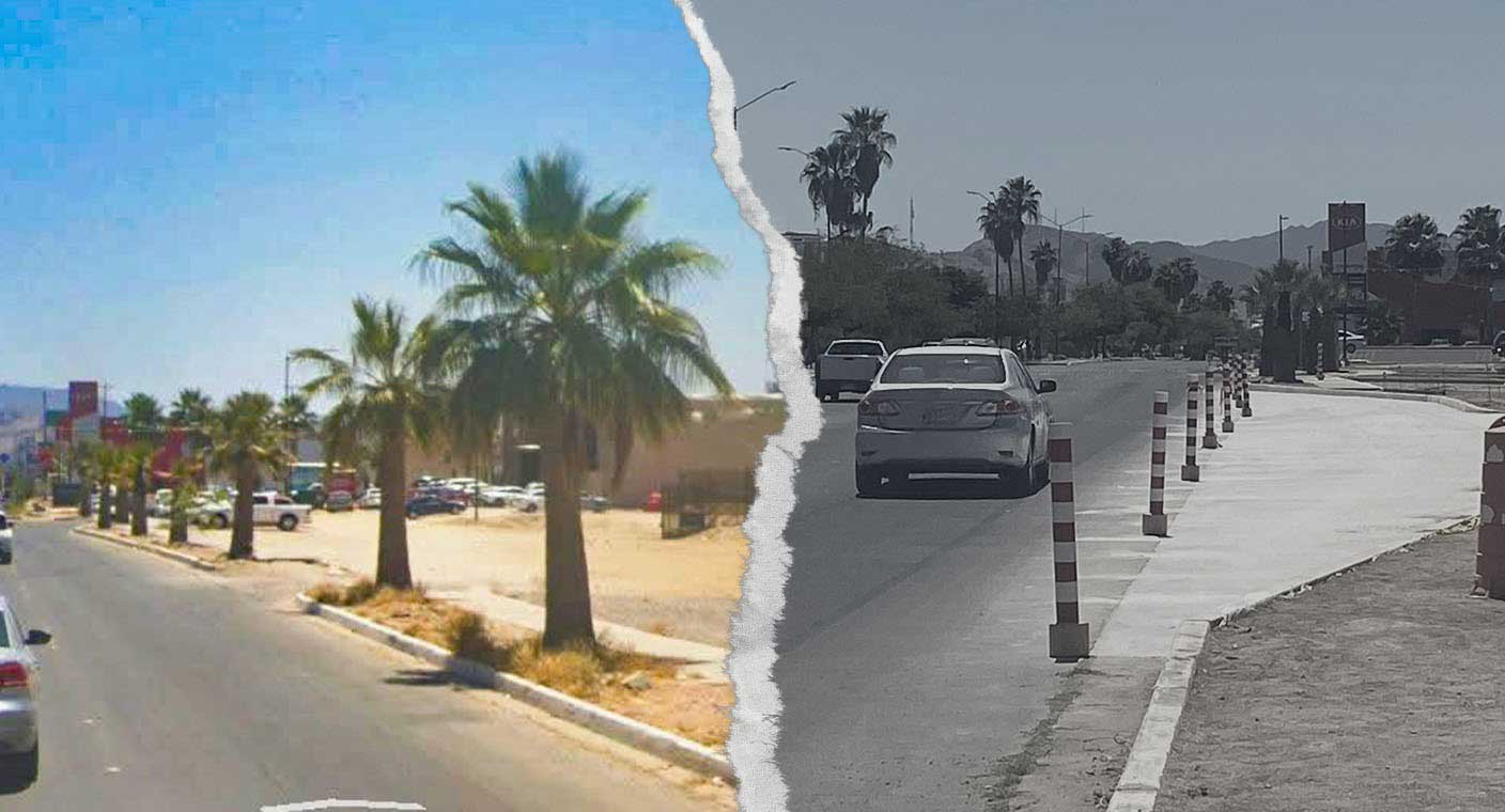 Denuncian retiro de palmeras en banqueta para crear acceso a plaza ...