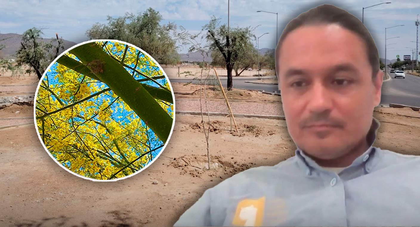 En Hermosillo hay de 2 a 3 árboles por habitante, pero deberían ser ...